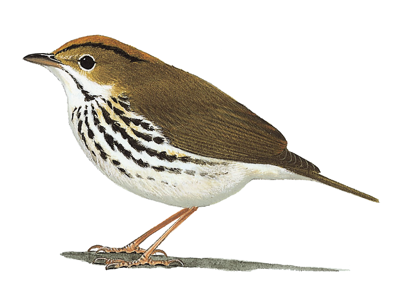 Details : Ovenbird - BirdGuides