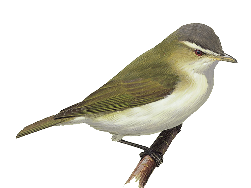 Details : Red-eyed Vireo - BirdGuides