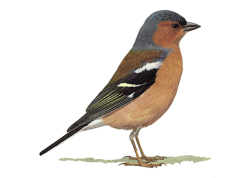 Details : Chaffinch - BirdGuides