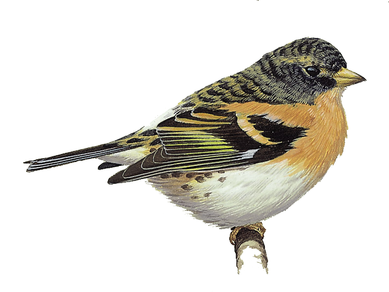 Details : Brambling - BirdGuides