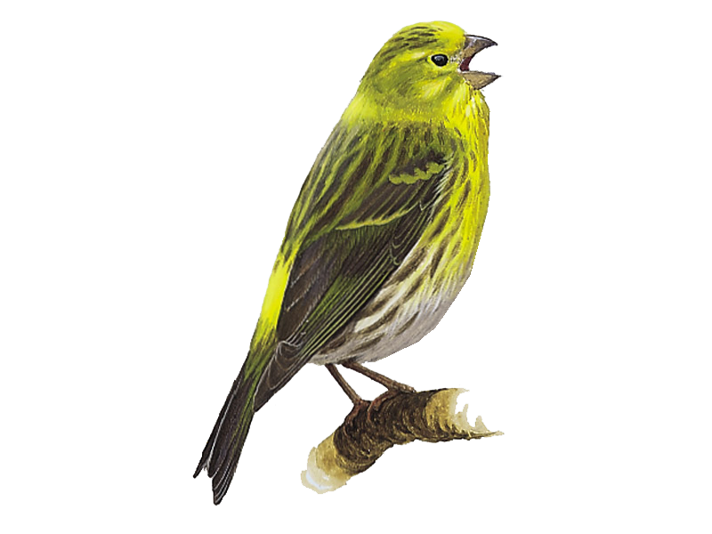 Details : European Serin - BirdGuides