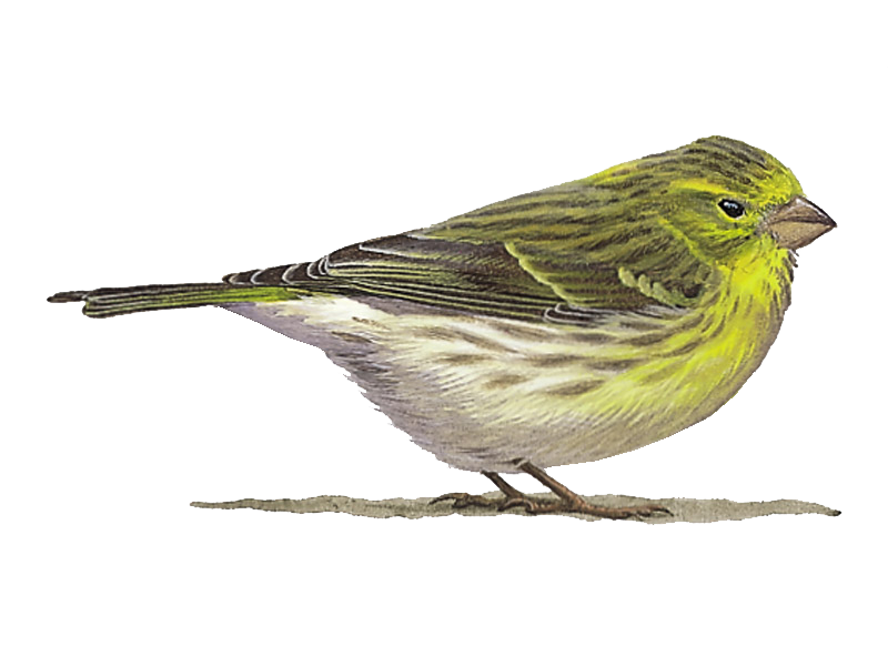 Details : European Serin - BirdGuides