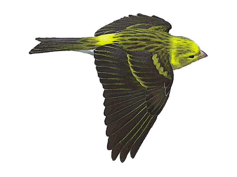 Details : European Serin - BirdGuides