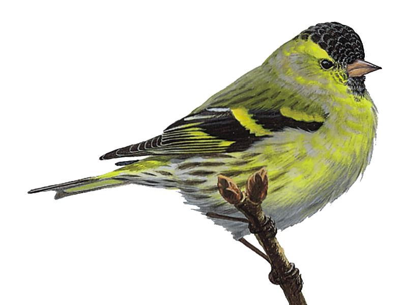Details : Eurasian Siskin - BirdGuides