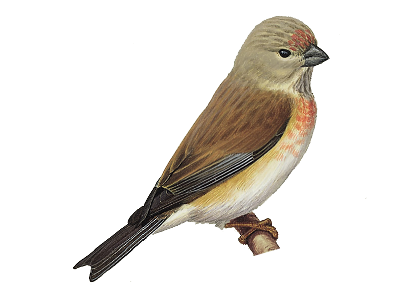 Details : Common Linnet - BirdGuides