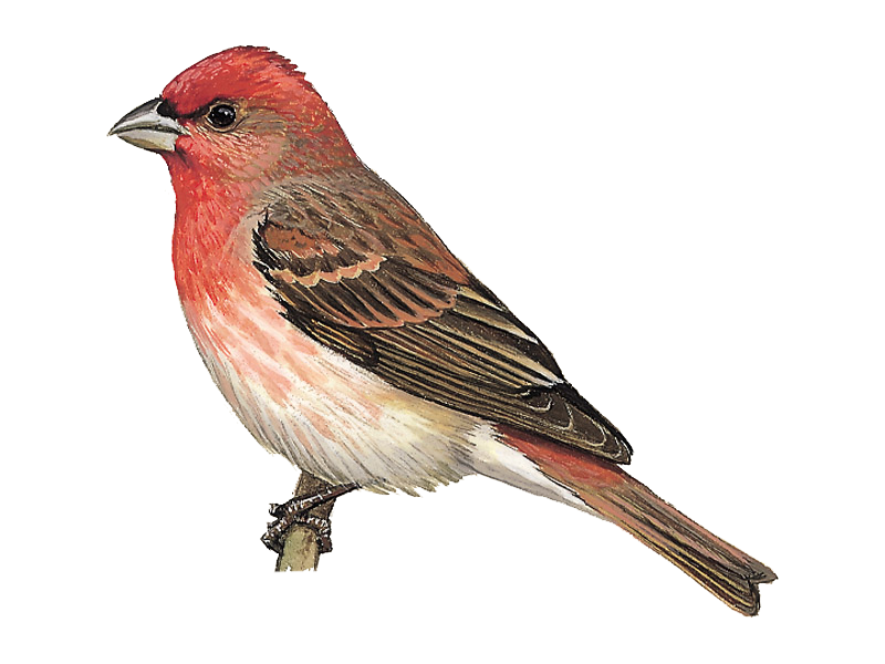 Details : Common Rosefinch - BirdGuides