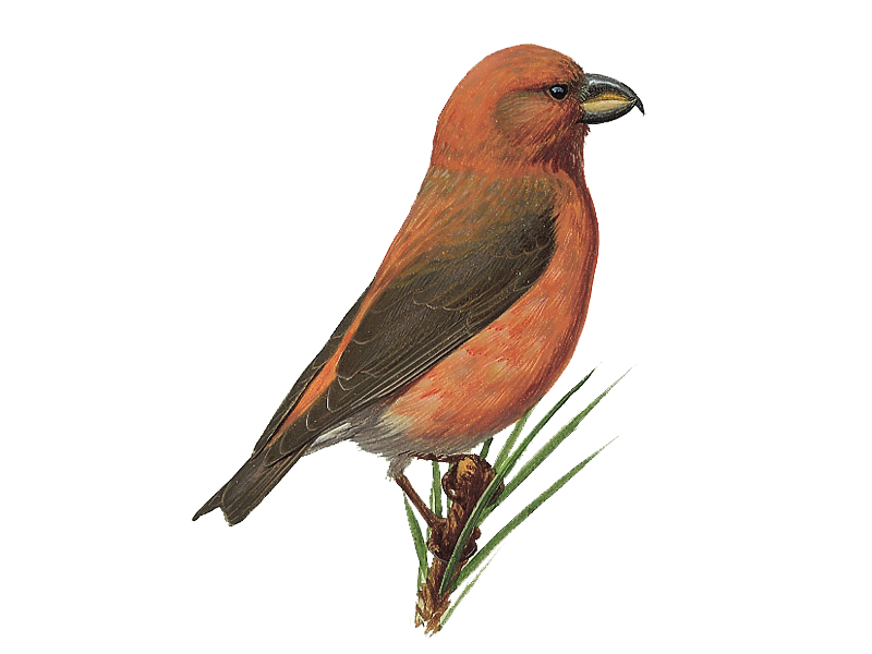 Details : Crossbill - BirdGuides