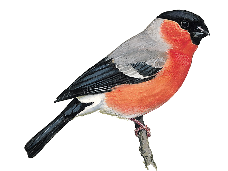 Details : Northern Bullfinch - BirdGuides