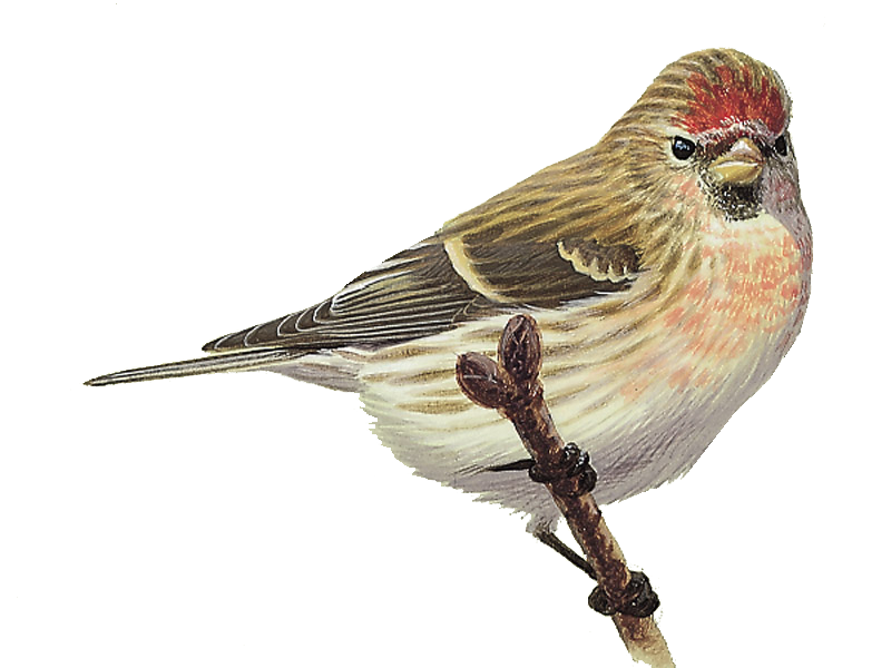 Details : Common Redpoll - BirdGuides