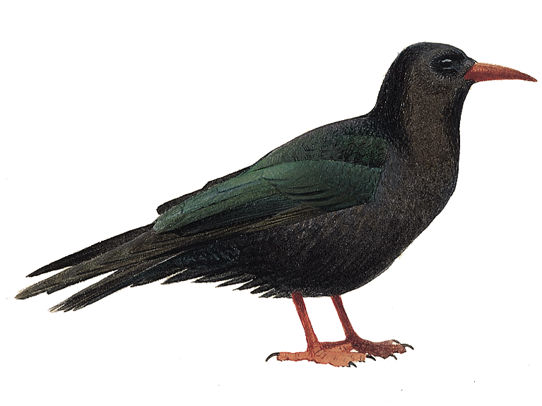 Details : Chough - BirdGuides