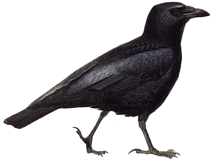 Details : Carrion Crow - BirdGuides