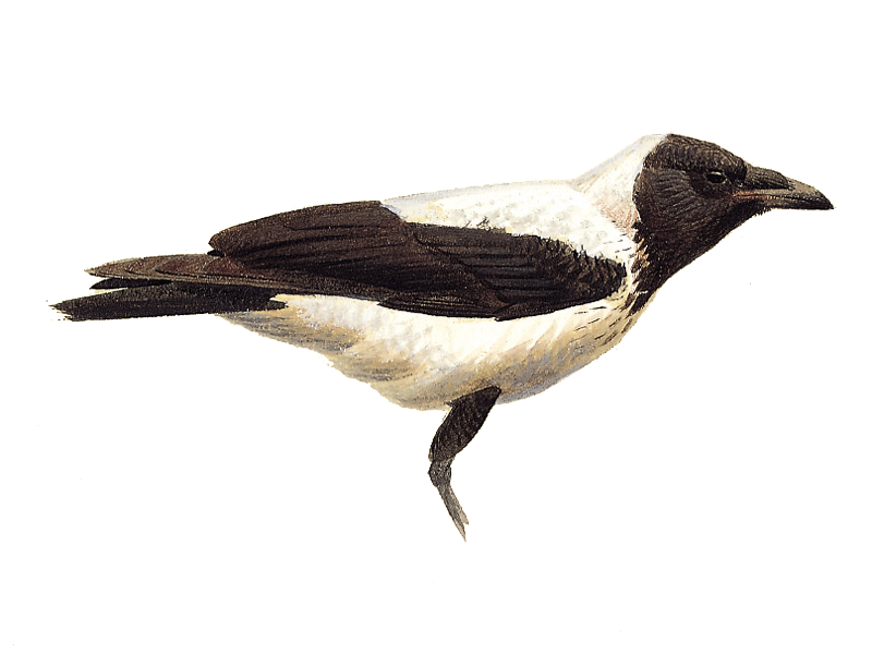 Details : Mesopotamian Crow - BirdGuides