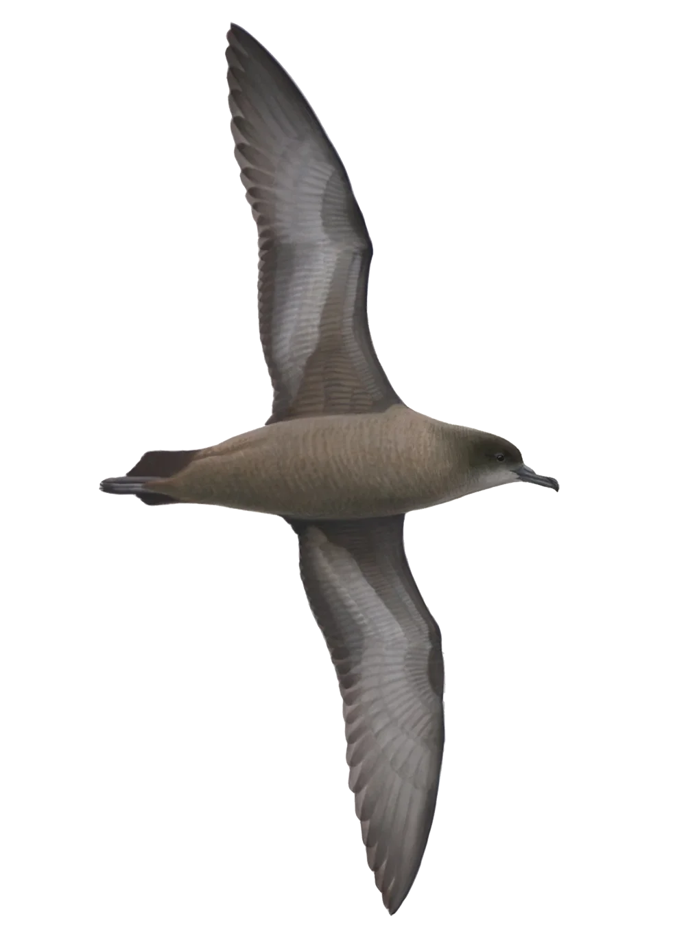 Details : Short-tailed Shearwater - BirdGuides