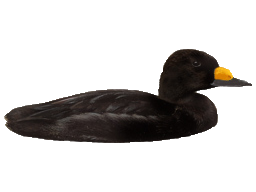 Details : Black Scoter - BirdGuides