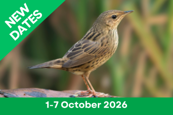 Shetland rarity hunting in autumn | Tour 1 | BirdGuides Travel ...